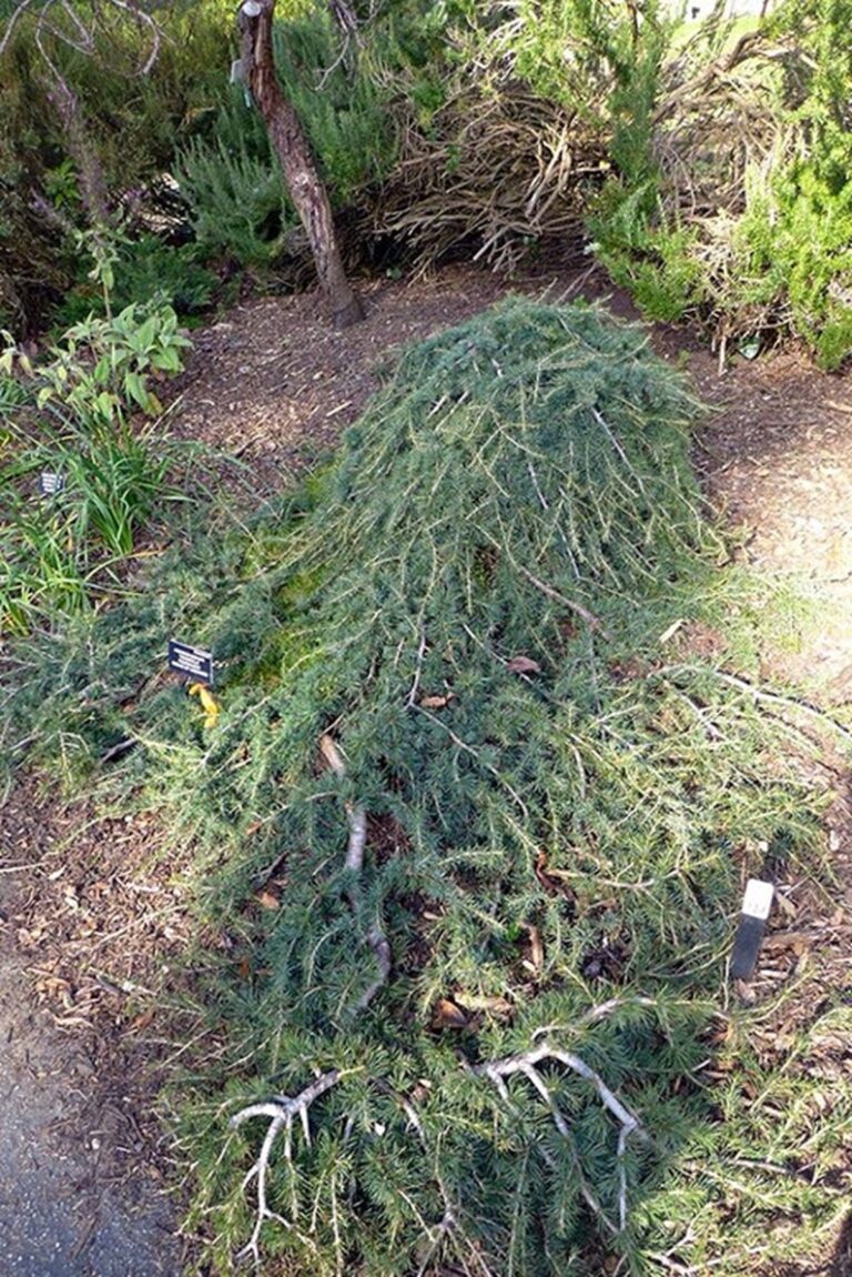 12 Brilliant Ways to Repurpose Your Dead Christmas Tree
