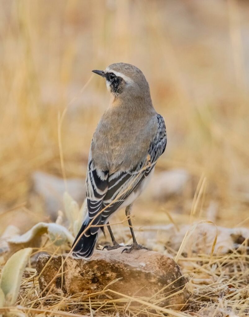 30 Striking Birds with White Stripes on Wings - Nature's Wonders!
