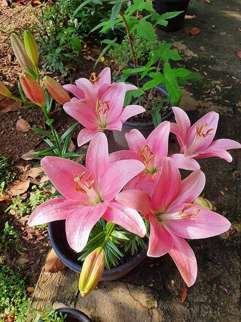 20 Stunning Pink Lily Varieties That Brighten Any Garden