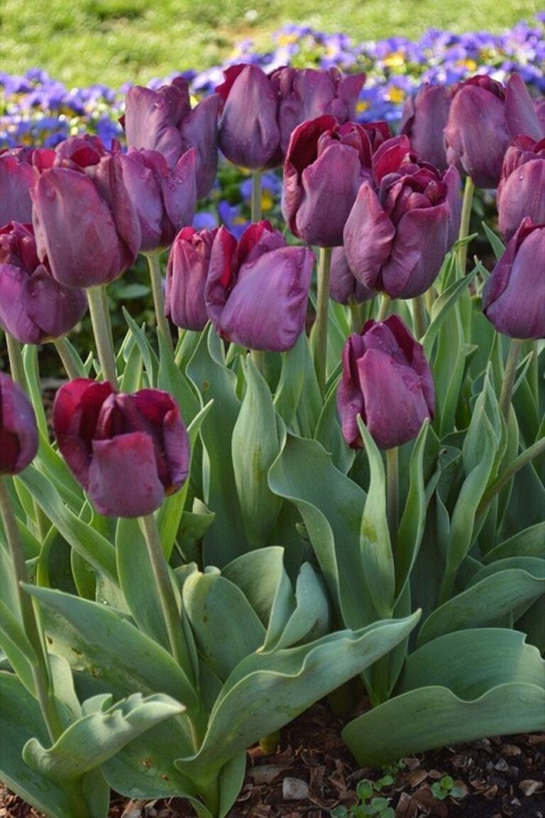 18 Stunning Purple Tulips to Beautify Your Garden