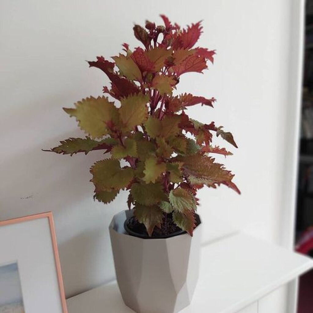 24 Breathtaking Plants That Look Like They Are Made Of Copper