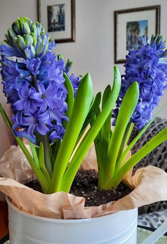 18 Lovely Purple Spring Flowers That Add Cheer to Any Garden