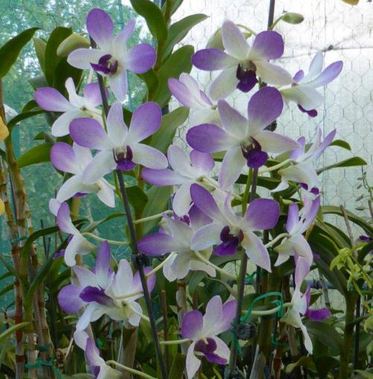 12 Popular Types of Blue Orchids with Meaning