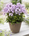 15 Gorgeous Chicago Native Plants for Your Enchanting Garden