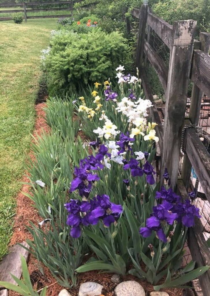 24 Stunning Iris Arrangement Ideas That Brighten Any Space