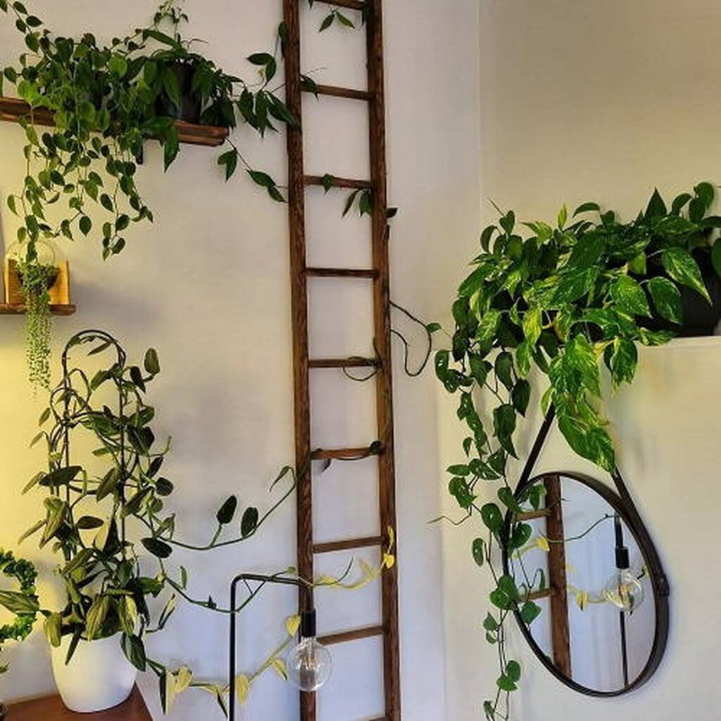 40 Charming Ways to Display Vines Both Indoors and Outdoors