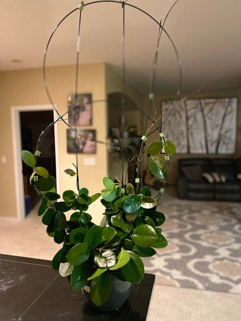 32 Amazing Hoya Plant Ideas to Display Them in Style!