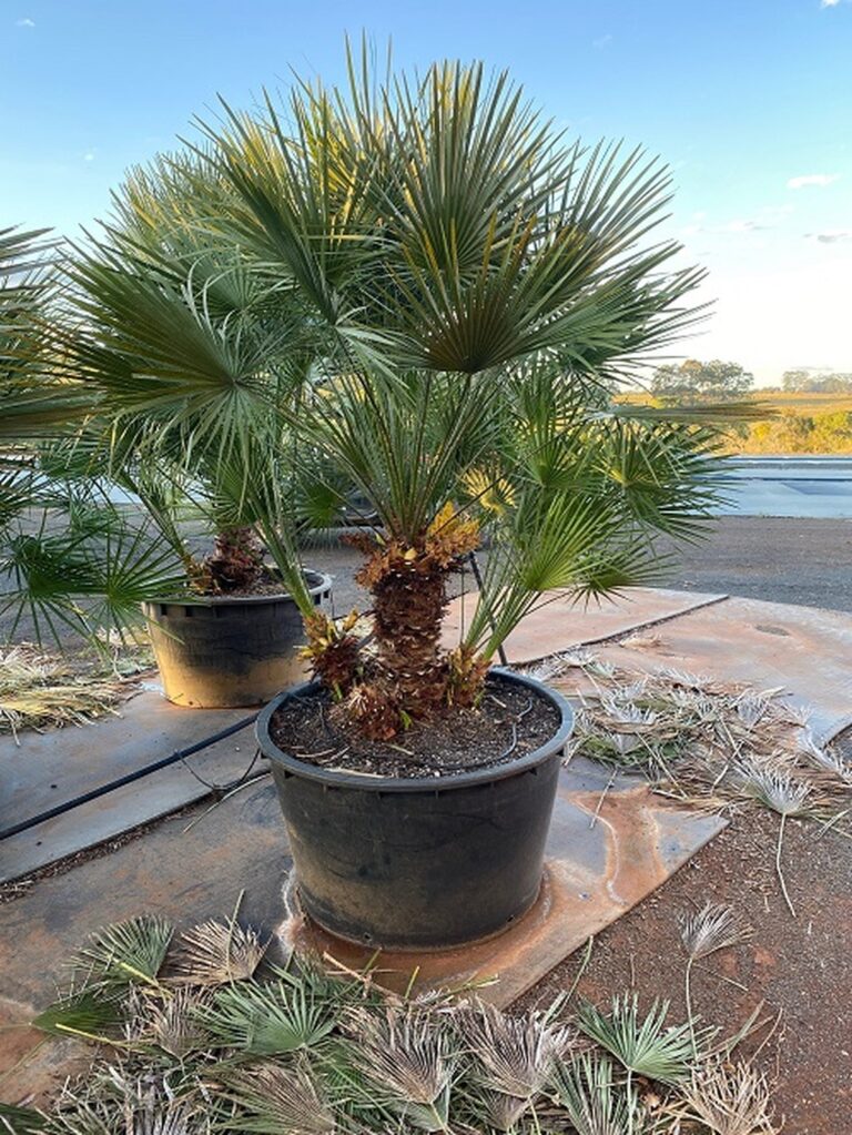 16 Amazing Small Palm Trees That Thrive in Tiny Spaces