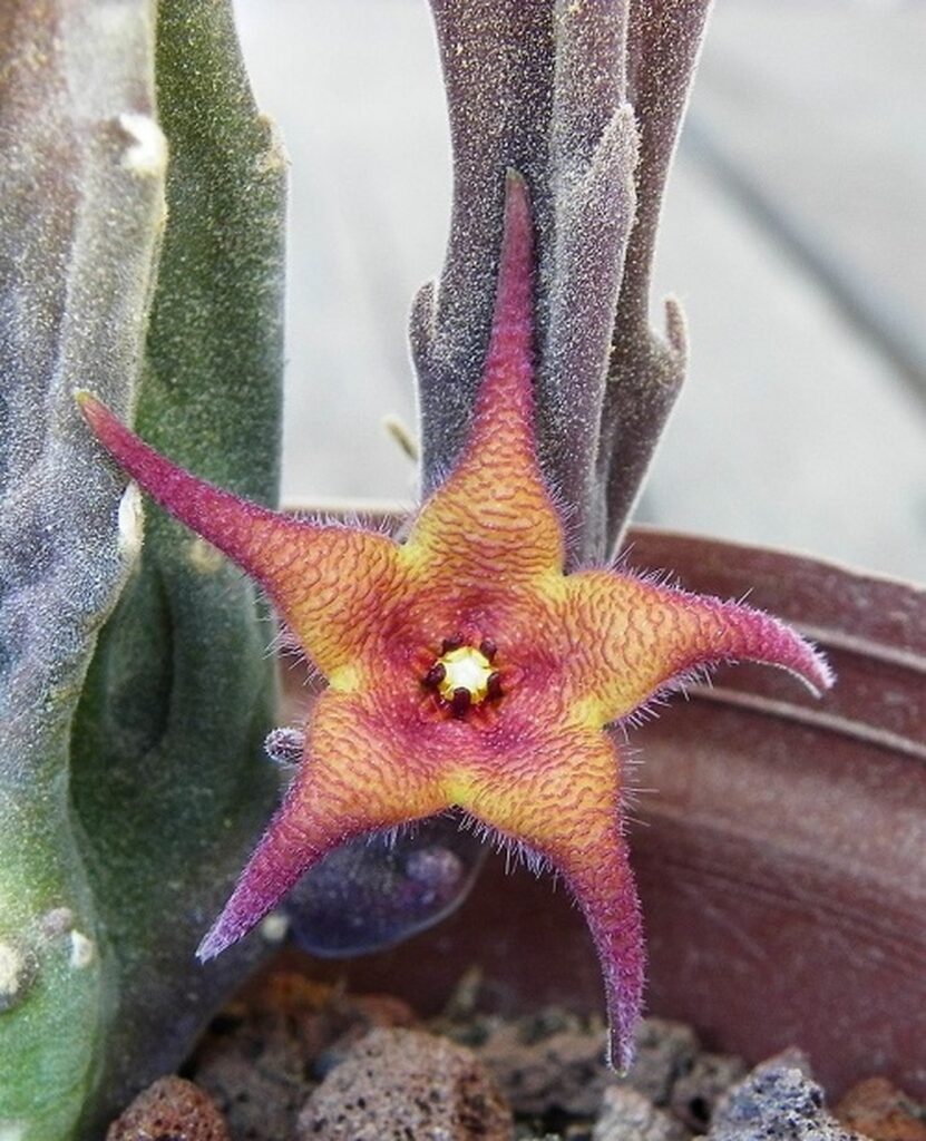 32 Eye-Catching Stapelia Varieties to Brighten Your Collection