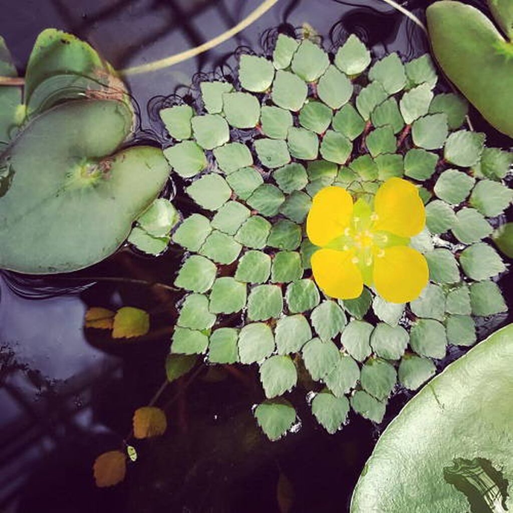 10 Stunning Floating Flowers That Float in Water Beautifully