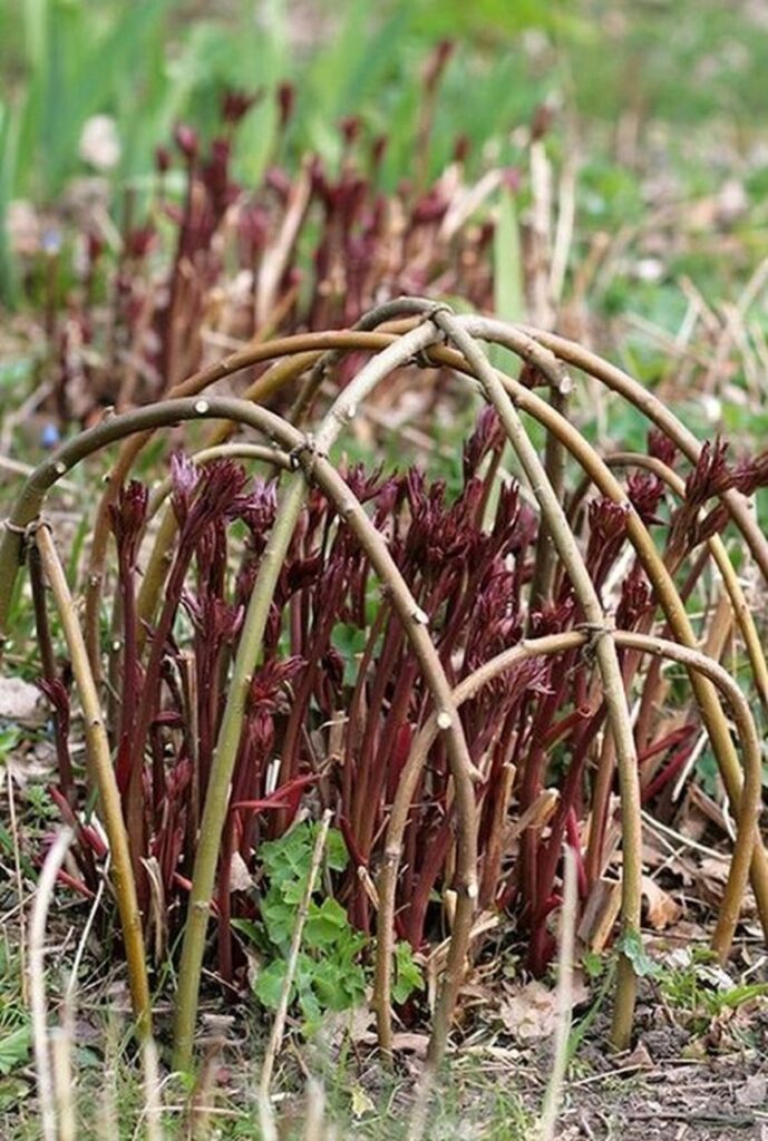 25 Genius Plant Support Ideas That Really Work