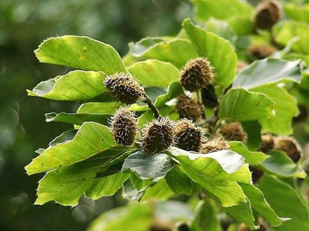 50 Gorgeous Acid Loving Plants For Acidic Soil That Thrive