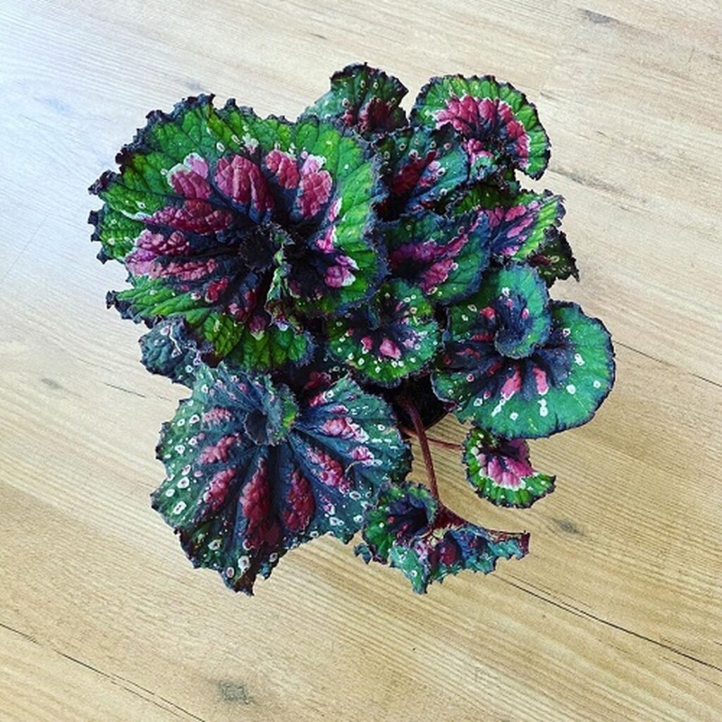 30 Gorgeous Types of Rex Begonia Varieties to Fall For