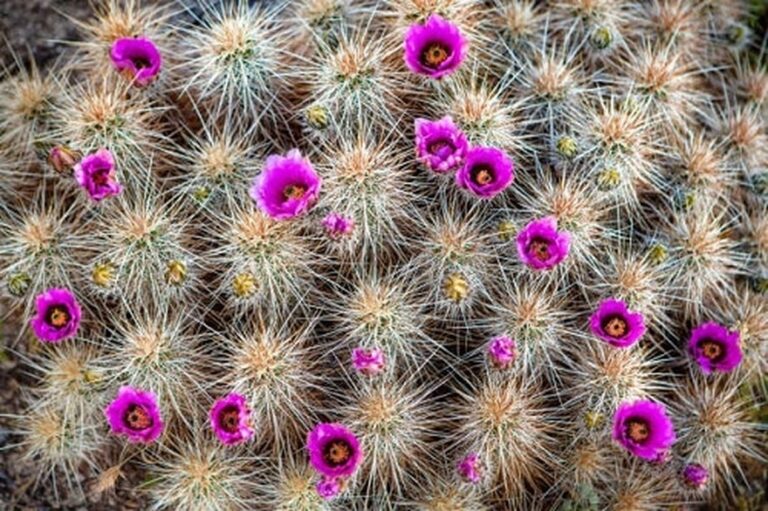 17 Gorgeous Cactus With Pink Flowers to Brighten Your Space