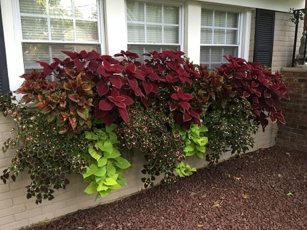 25 Brilliant Coleus Landscaping Ideas That Transform Gardens