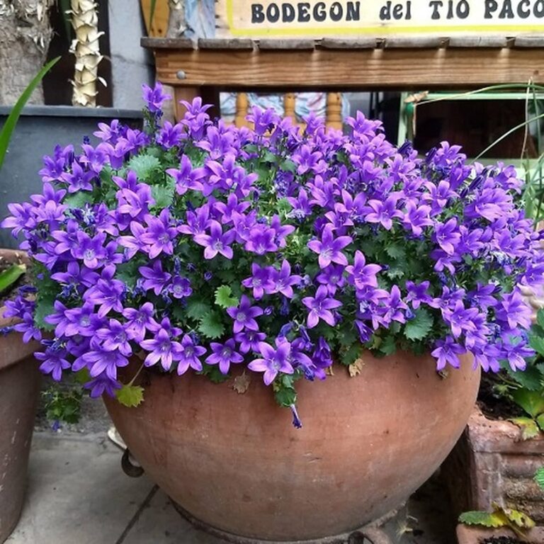 16 Beautiful Types of Campanula That Will Brighten Your Garden