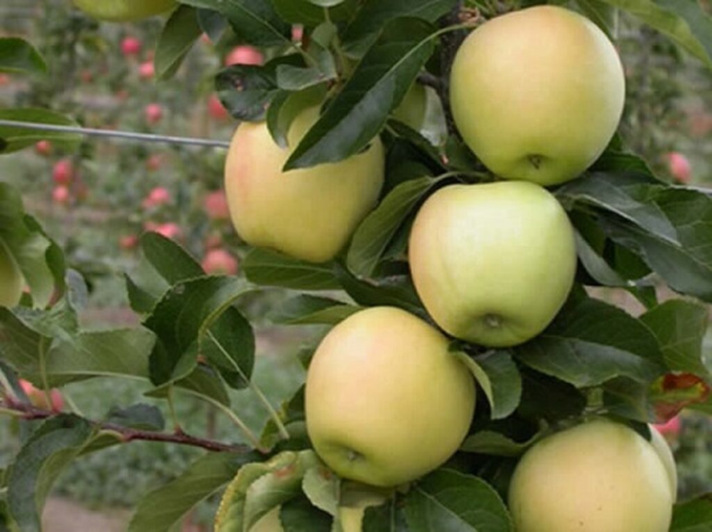 31 Delicious Green Apple Varieties to Taste This Season