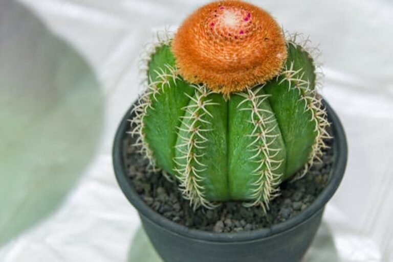 24 Breathtaking Plants That Look Like They Are Made Of Copper