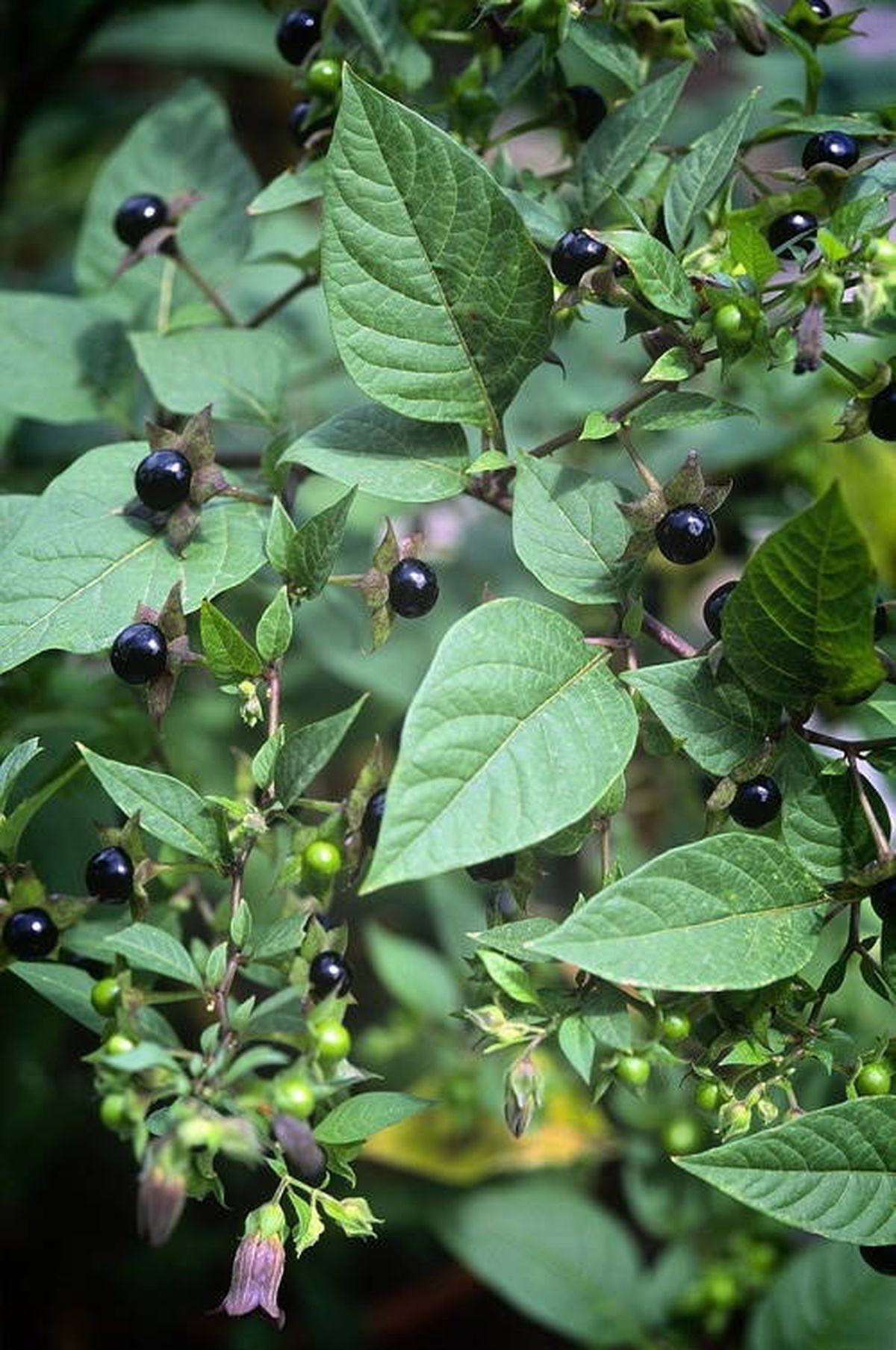 8 Delicious African Vegetables That Thrive in African Soil