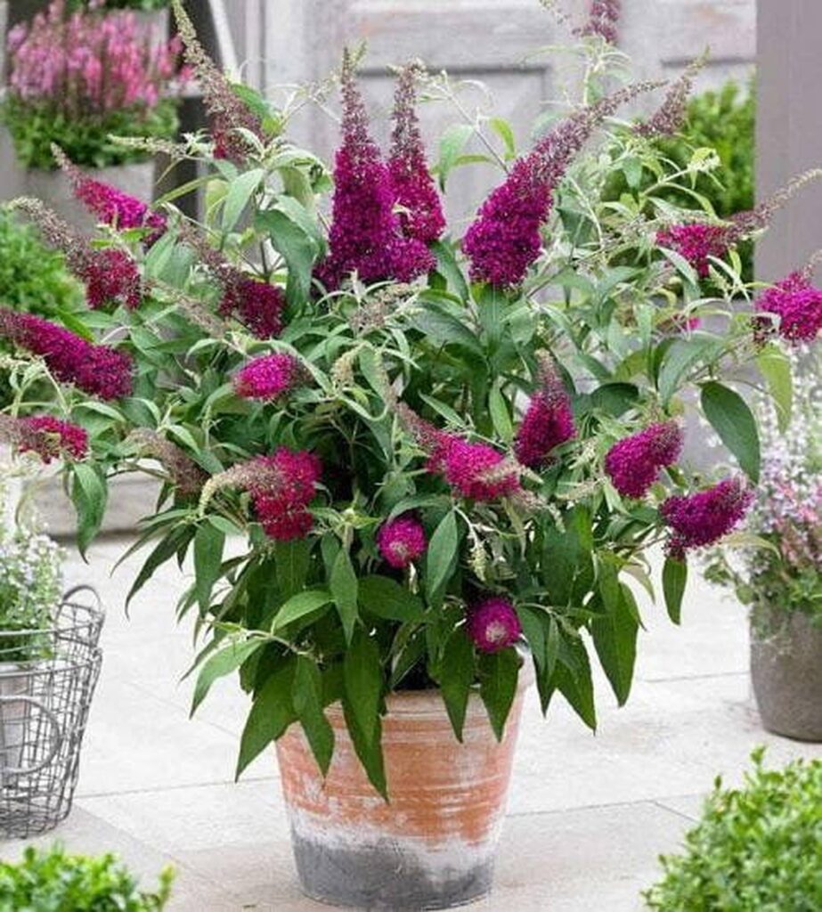 29 Stunning Pink Flowering Bushes That Brighten Any Garden
