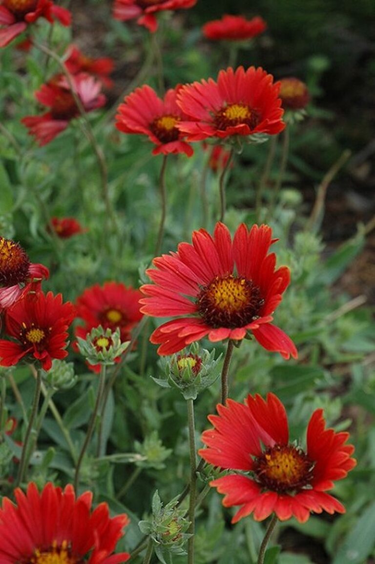 20 Enchanting Maroon Flowers That Beautify Any Garden