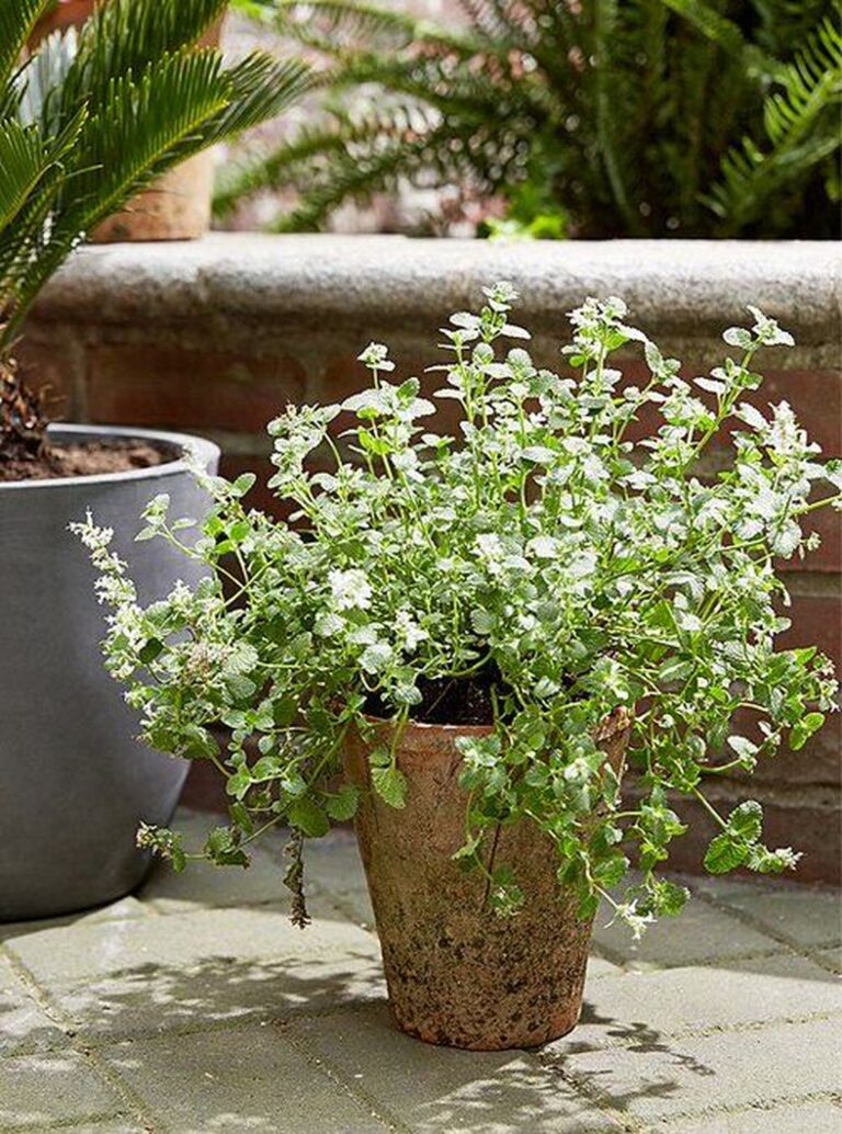 12 Natural Herbs That Keep Mosquitoes Away: Say Goodbye to Bugs!