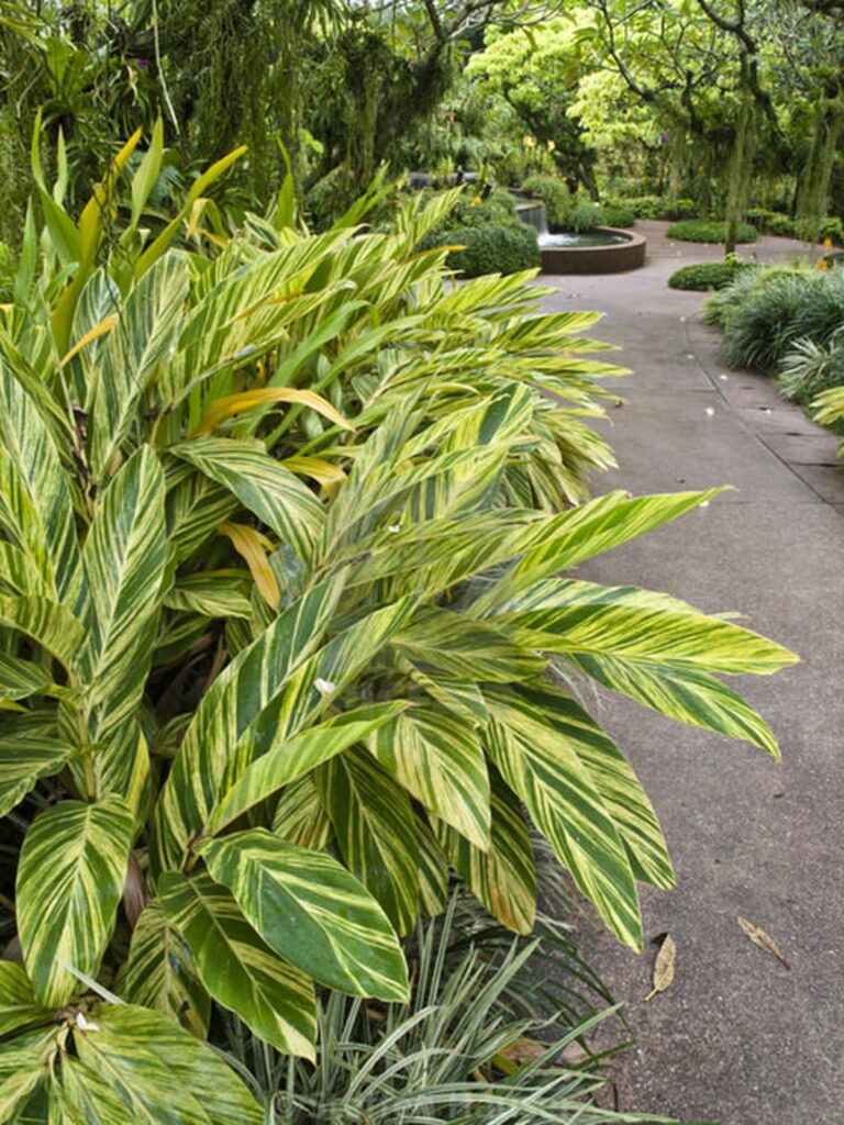 19 Gorgeous Types of Ginger Plants for Your Garden Paradise