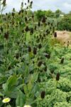 56 Stunning Black Flowers and Plants for a Dramatic Garden