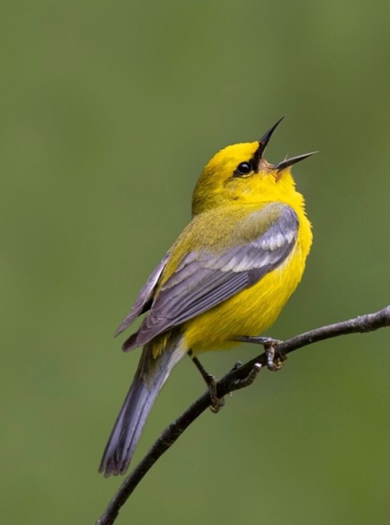 30 Striking Birds with White Stripes on Wings - Nature's Wonders!