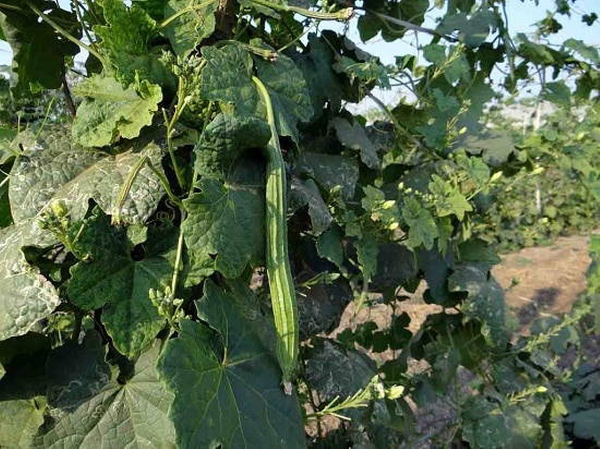 10 Delicious Types of Gourds that are Edible - Try Them Today!