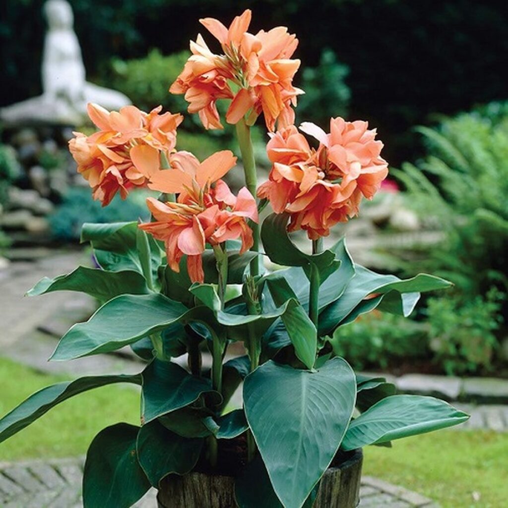 17 Stunning Tall Canna Lily Varieties - How Giant Can They Grow?