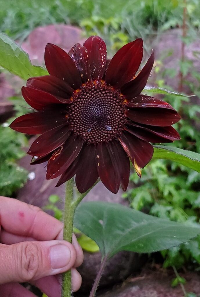 9 Gorgeous Pink Sunflower Varieties to Brighten Your Garden