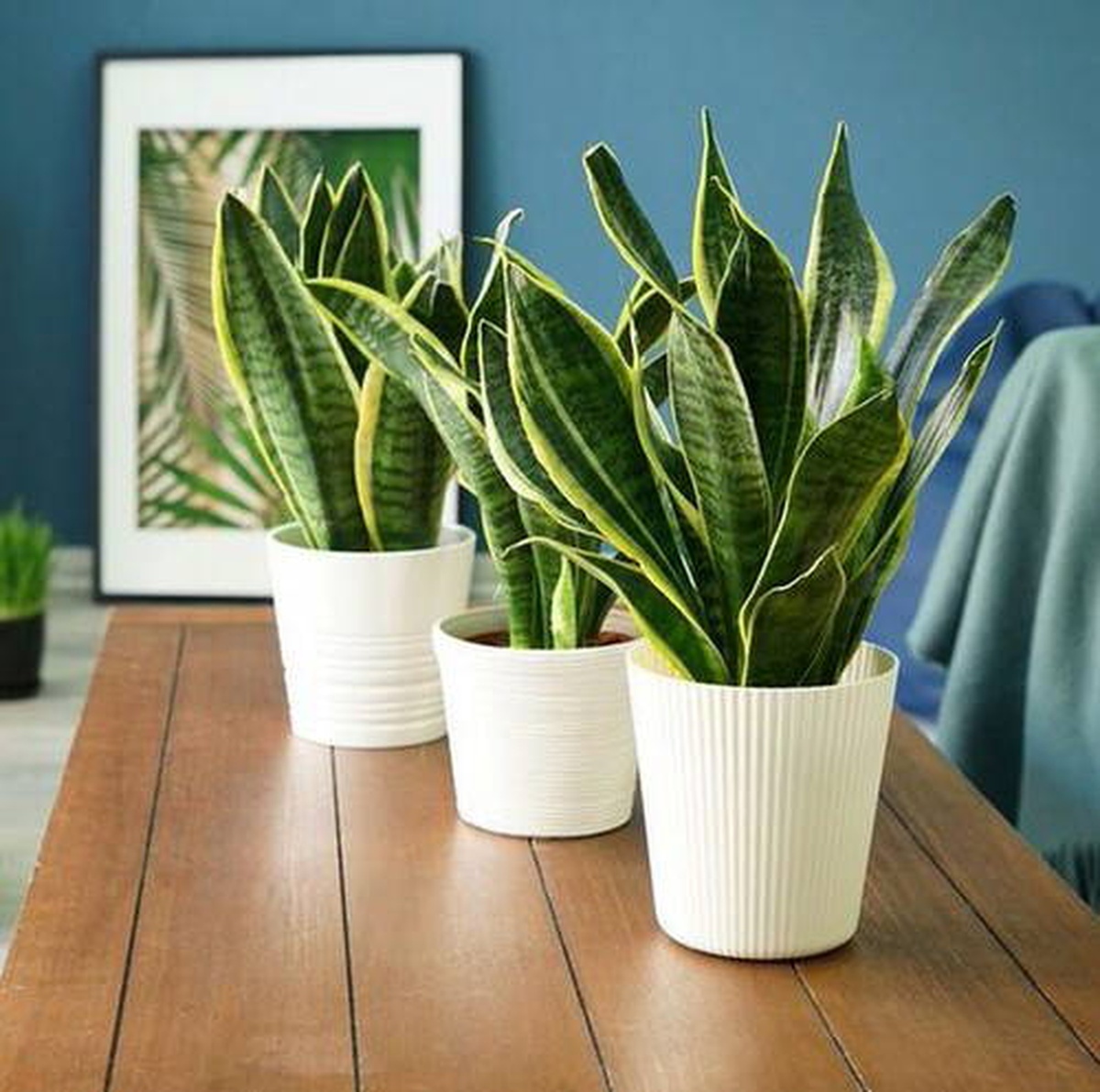 8 Calming Plants for Insomnia and Sleep Apnea That Really Help