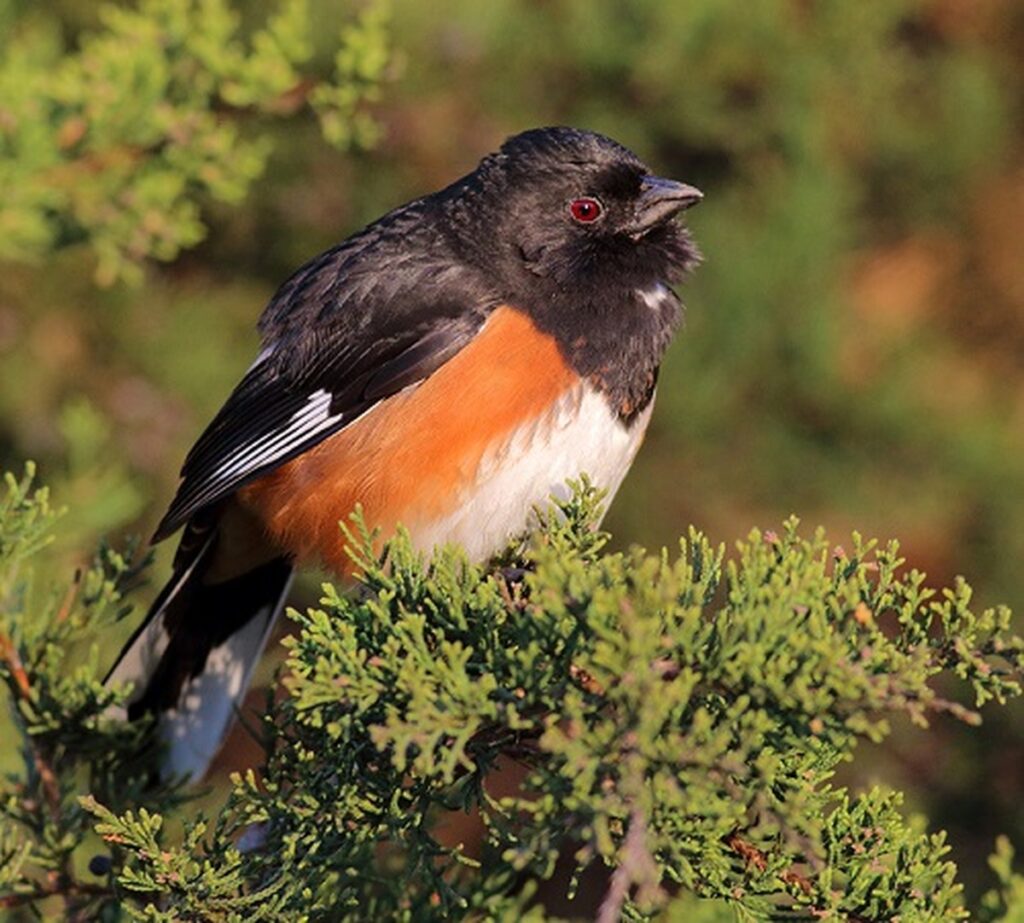 33 Stunning Birds with Red Chest That Brighten Any Garden