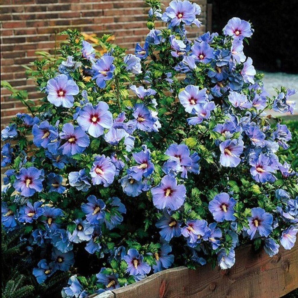 17 Beautiful Rose of Sharon Varieties to Brighten Your Garden