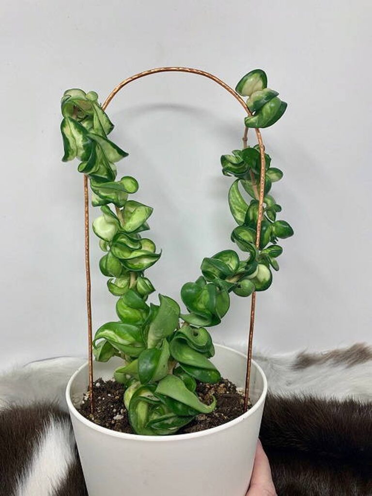 32 Amazing Hoya Plant Ideas to Display Them in Style!