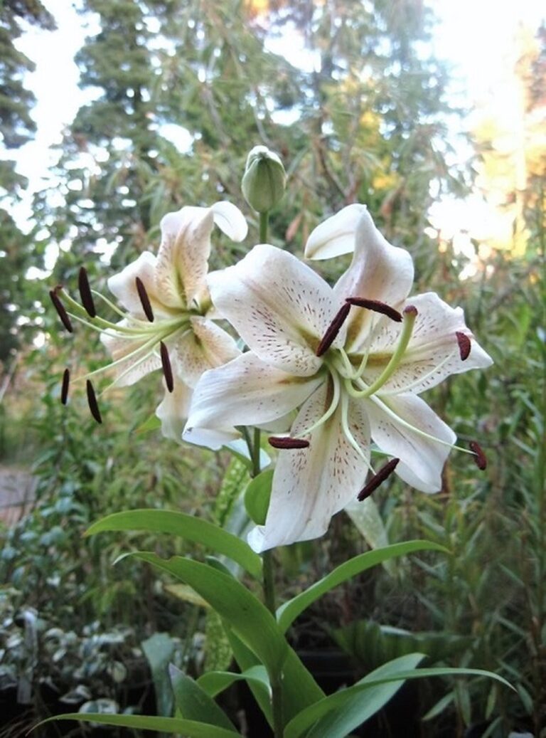 10 Stunning Gray Flower Names That Bloom with Elegance