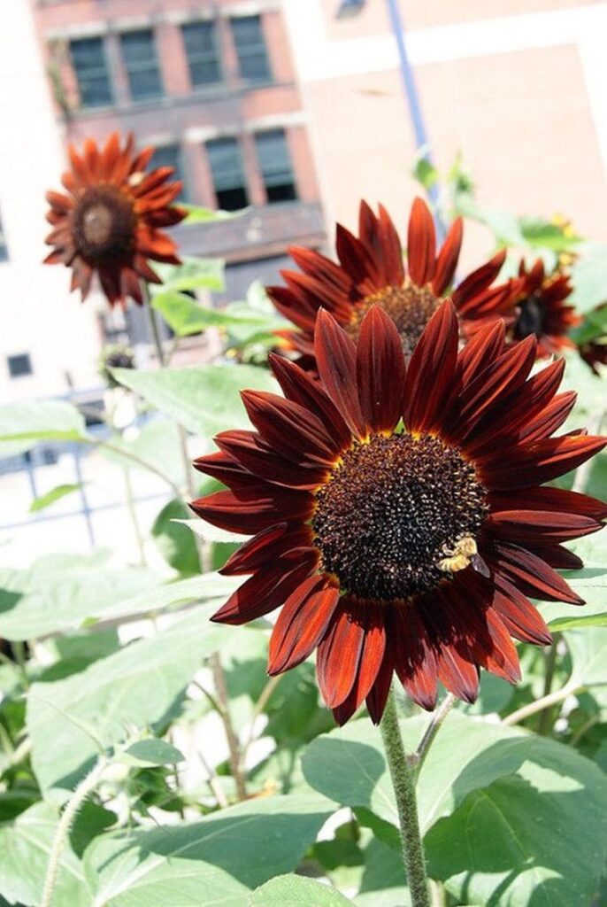 15 Stunning Giant Sunflower Varieties for Your Dream Garden