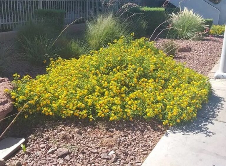 15 Stunning Lantana as Ground Cover Ideas to Transform Your Garden
