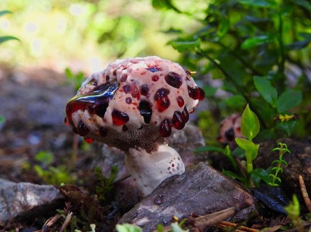 10 Greatest Magical Plants in Mythology
