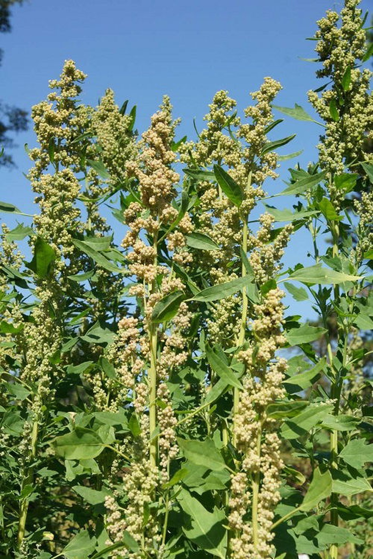 12 Fascinating Plants That Look Just Like Corn But Aren't