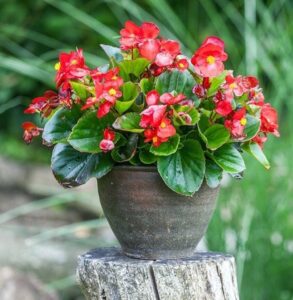 35 Fascinating Flower Meanings That Speak Love and Emotion