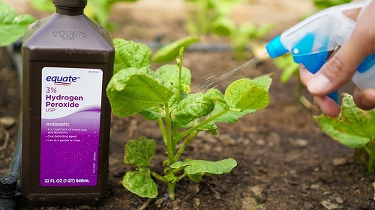 10 Effective Homemade DIY Fungicide Recipes for Plants