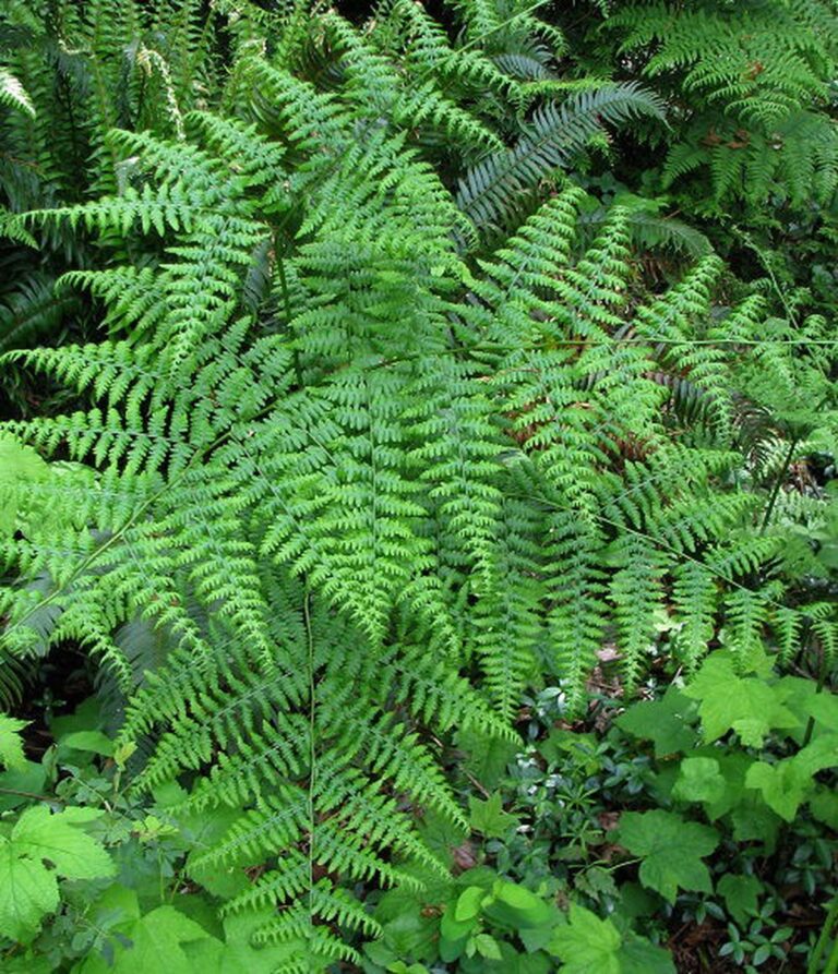 6 Beautiful Full Sun Ferns for the Garden That Thrive Easily