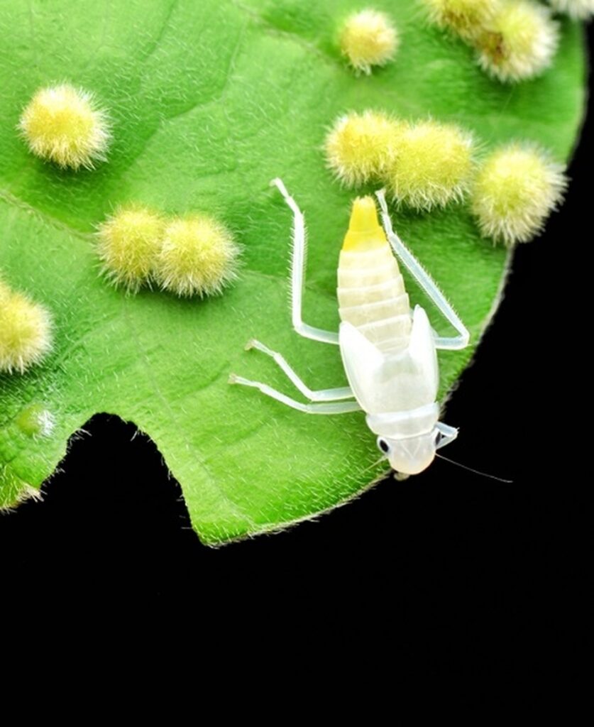 17 Common Tiny White Bugs on Plants that Look like Dust Revealed