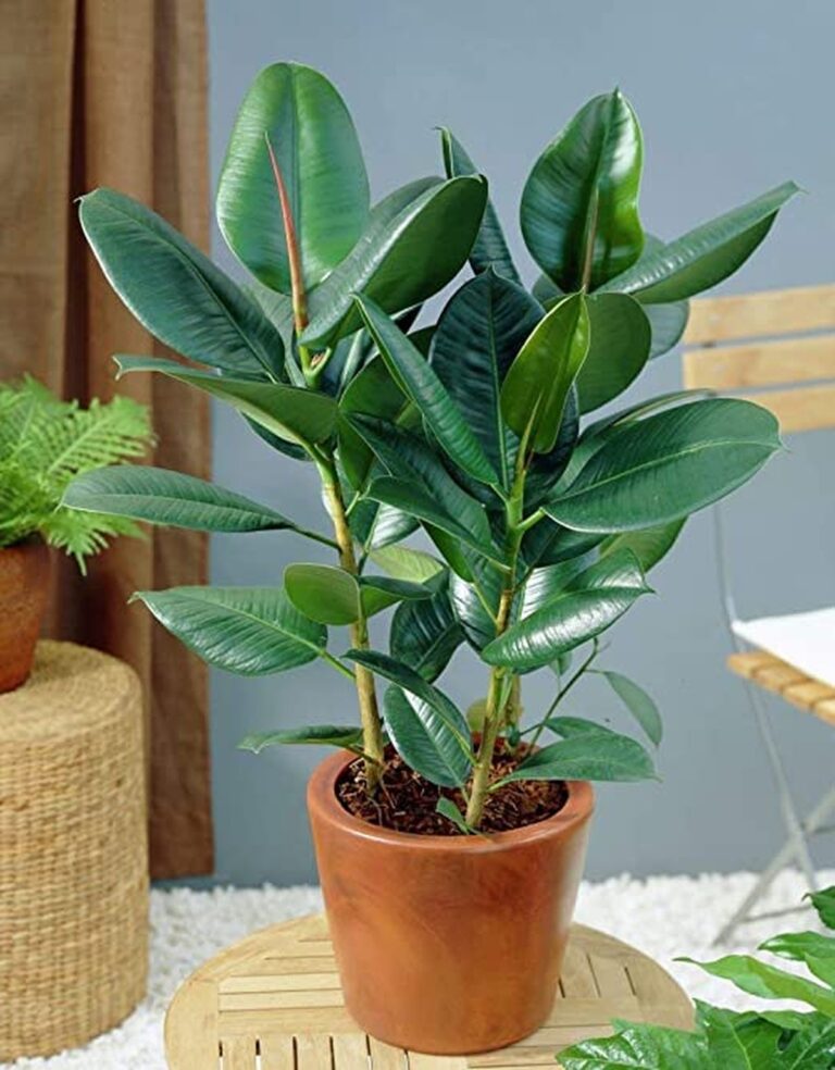 17 Amazing Lucky Plants and Flowers for Fortune That Dazzle