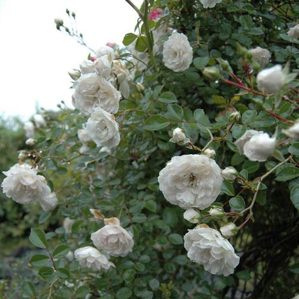 26 Beautiful Shade Tolerant Roses for Your Garden Hideaway