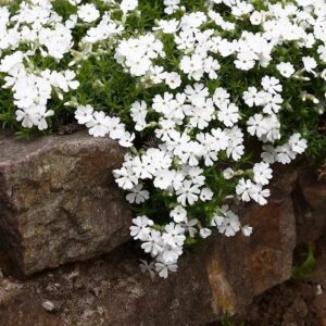 28 Enchanting White Fragrant Flowers for a Dreamy Garden