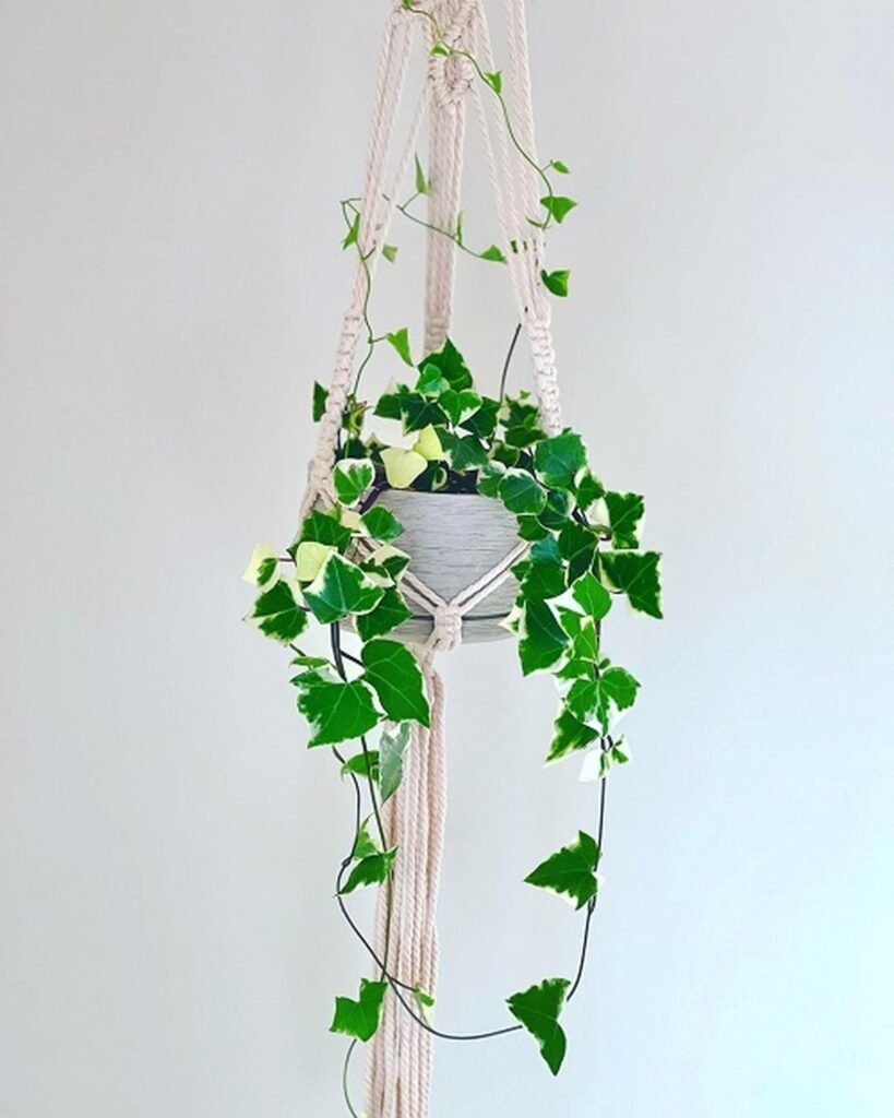 18 Beautiful Succulents With Long Stems - Stunning Trailing Varieties