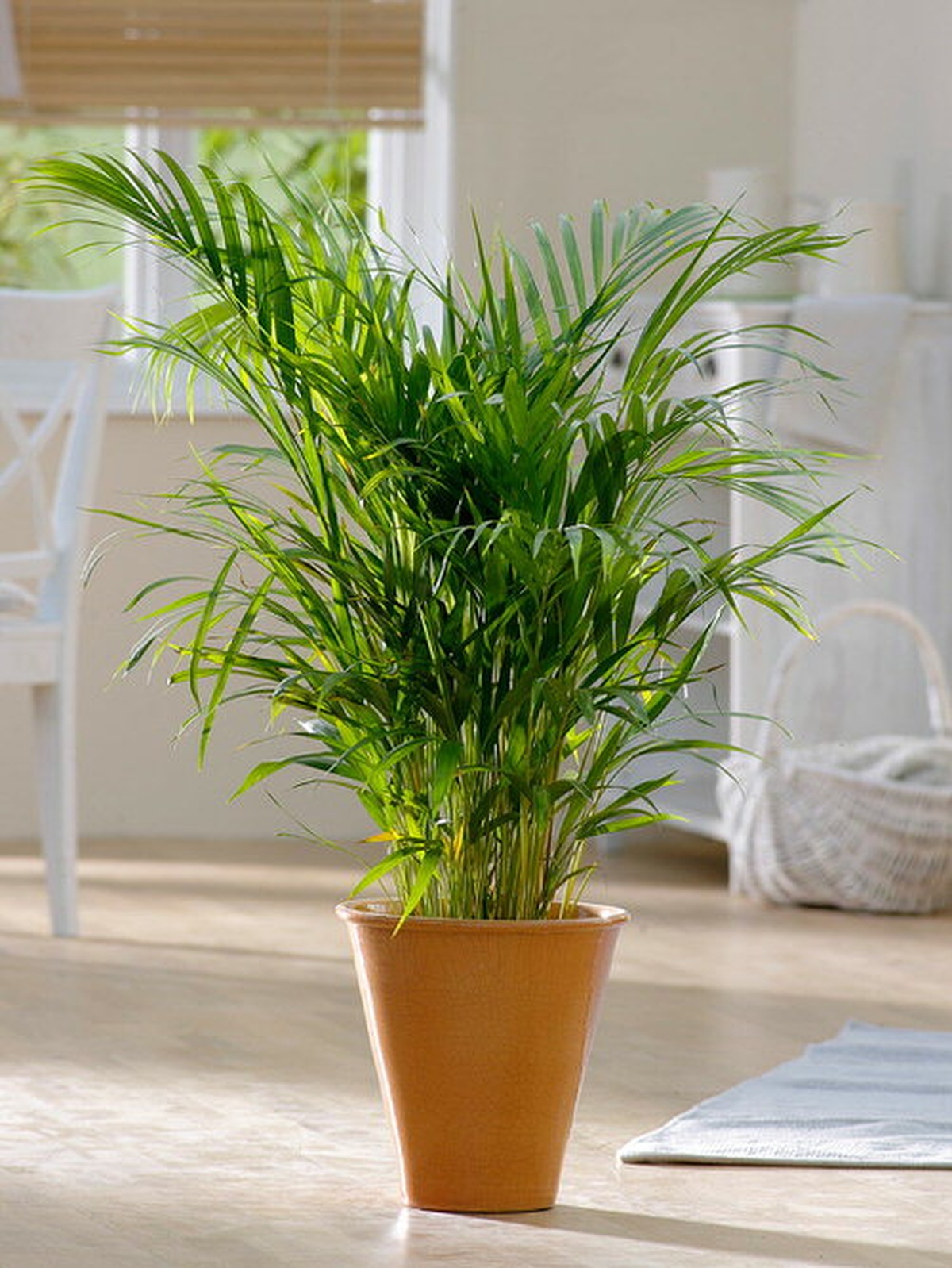 12 Indoor Plants That Are Literally Oxygen Bombs For Fresh Air